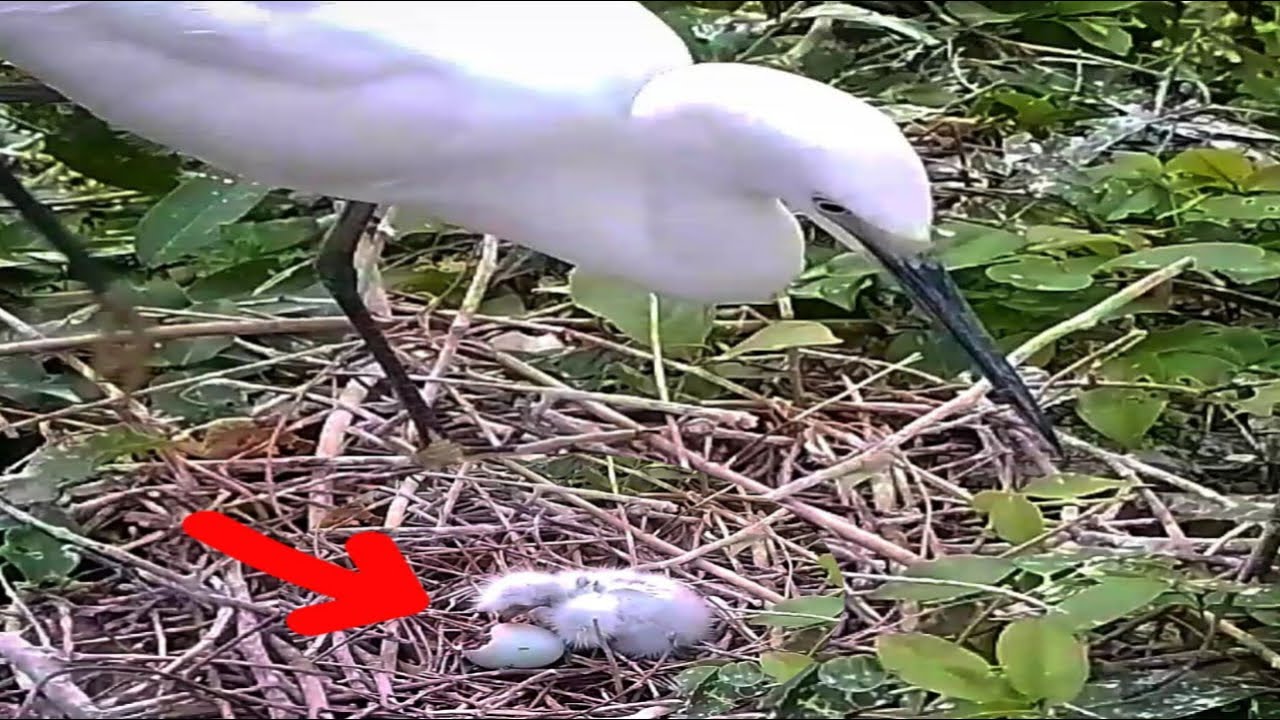 little egr baby bird bites a newborn baby#birds - YouTube