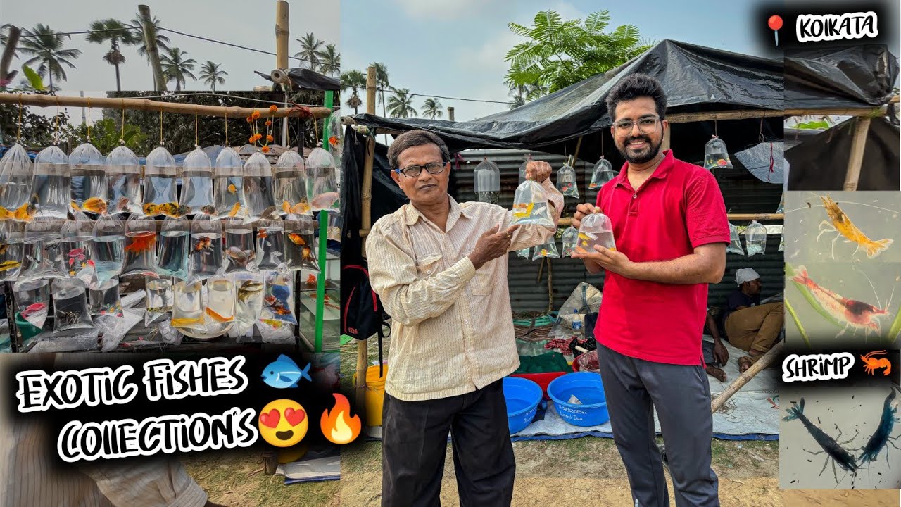 Shrimp, Guppy, Goldfish, Ankurhati Fish Pet Market | Aquarium Fish ...