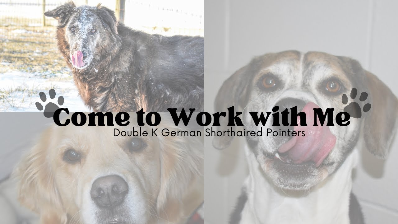 Come to Work with Me | Kennel Manager - YouTube