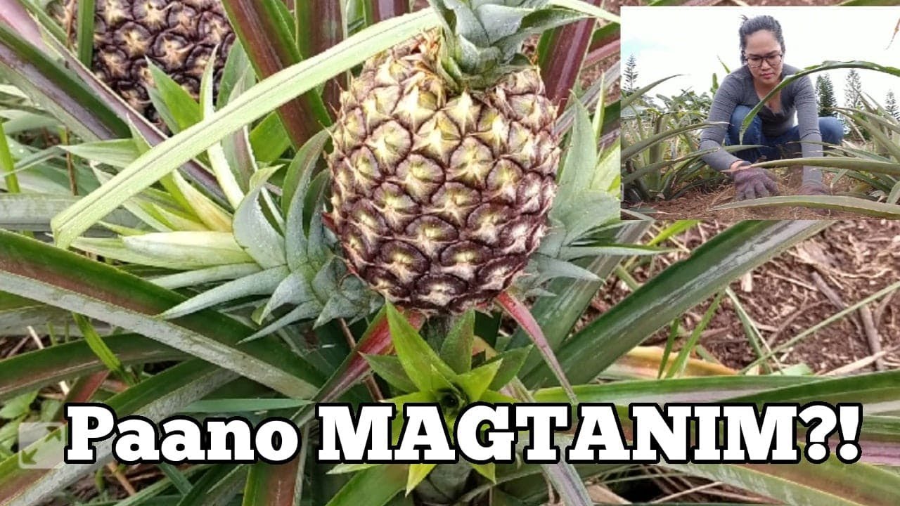 PAANO MAGTANIM NG PINYA O PINEAPPLE|MAHALAGANG DAPAT MALAMAN SA ...