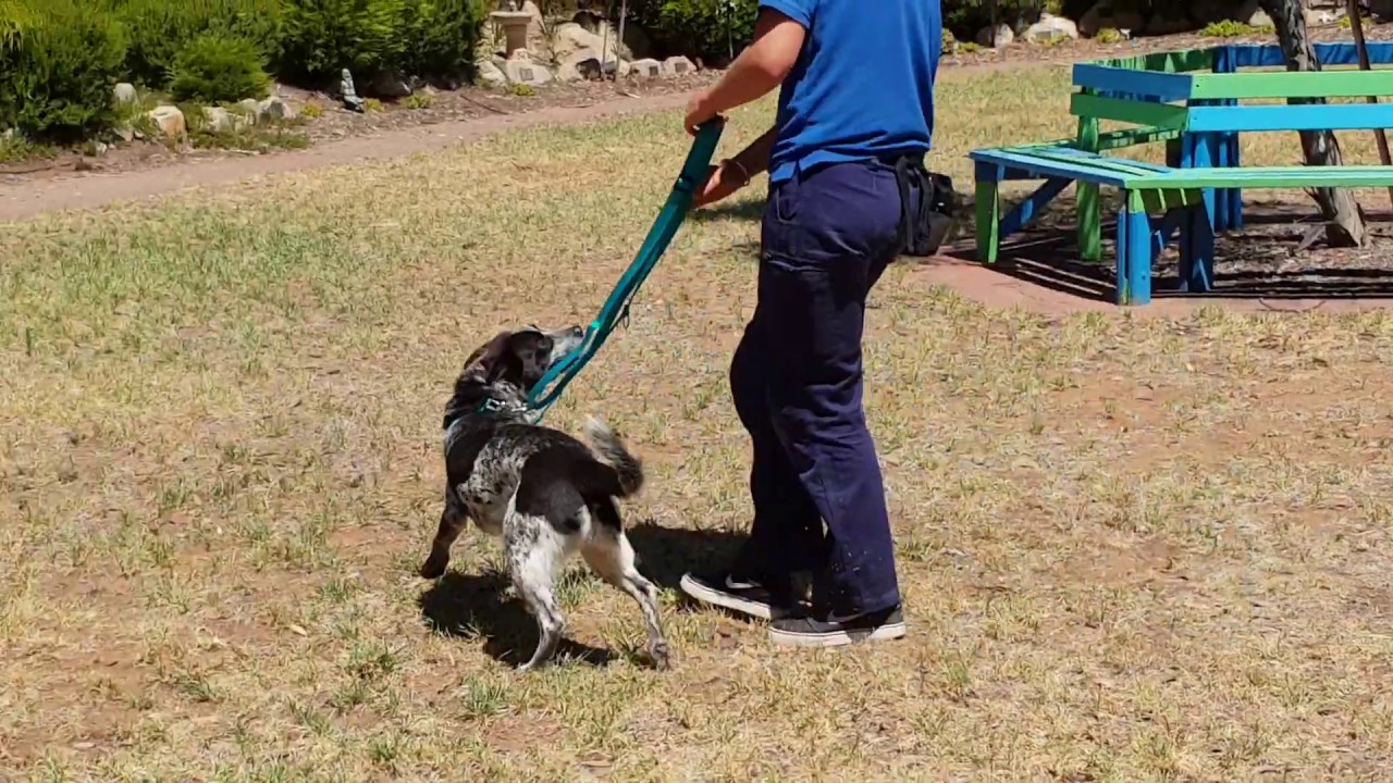 Puppingtons Barney harness Leads - YouTube