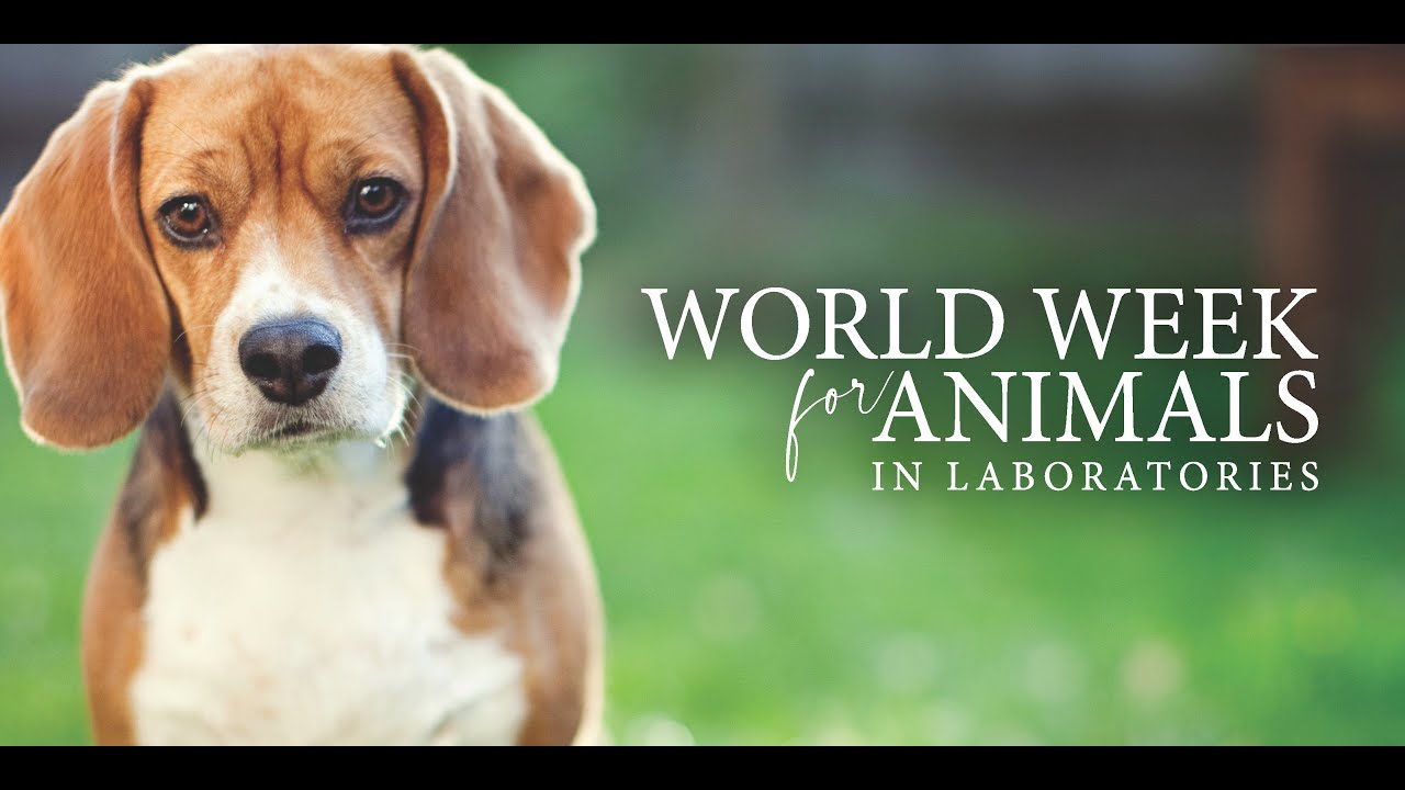 World Week for Animals in Laboratories - YouTube