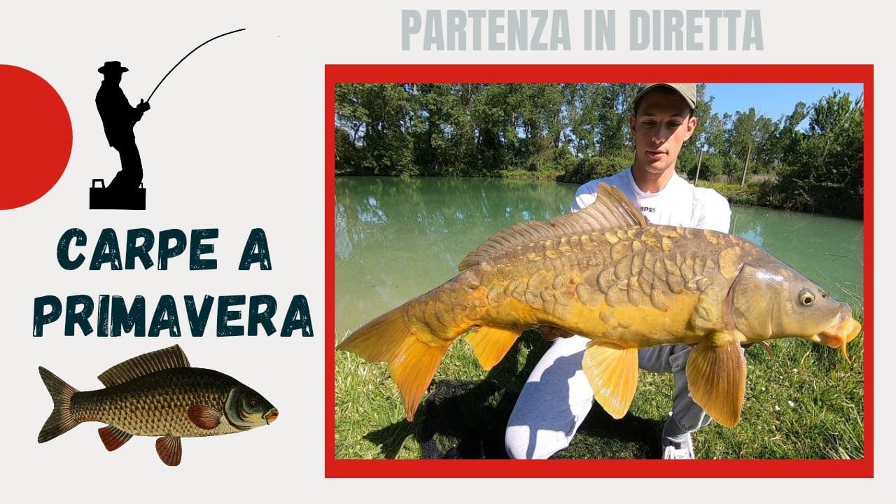 COME PESCARE LA CARPA IN CAVA LIBERA / CARPFISHING IN PICCOLI LAGHI ...