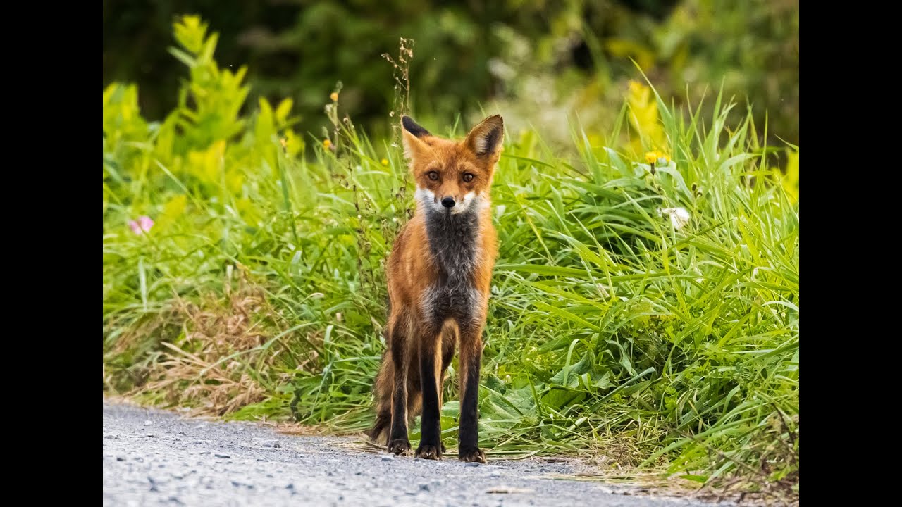 Wild Fox Encounter stretching and looking for food. - YouTube