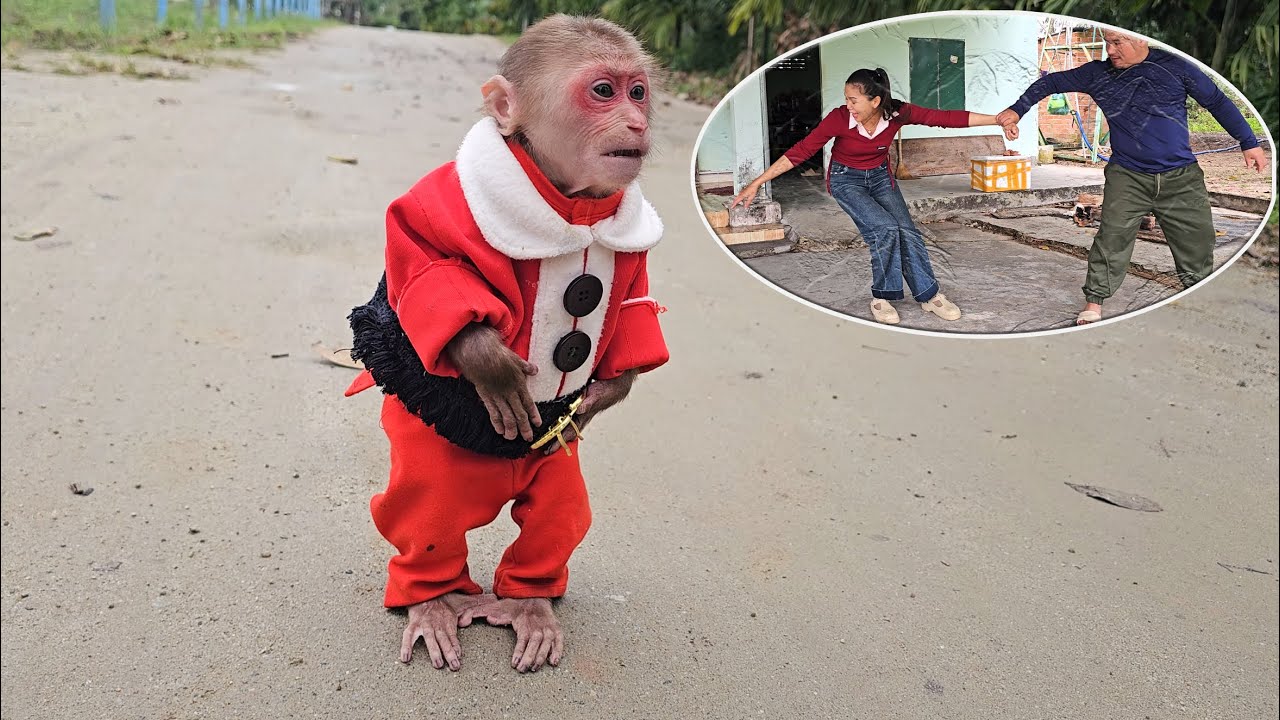 Monkey SU looks for mother, worried when evil man approaches - YouTube