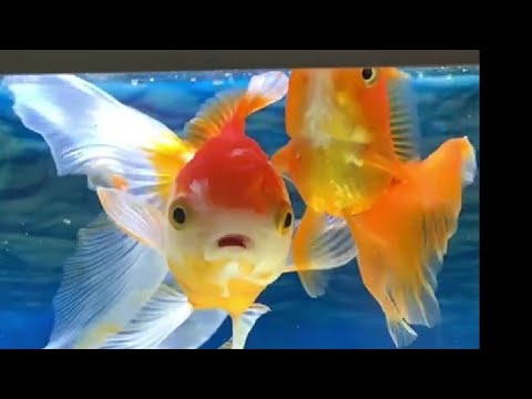 Goldfish in slow motion - YouTube