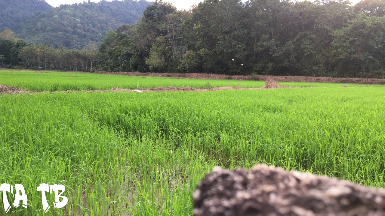 Sawah Padi View Footage/Permandangan Sawah Padi Footage |4k Hd - YouTube