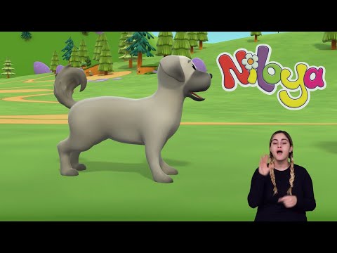 Niloya İşaret Dili - Akıllı Çoban Köpeği