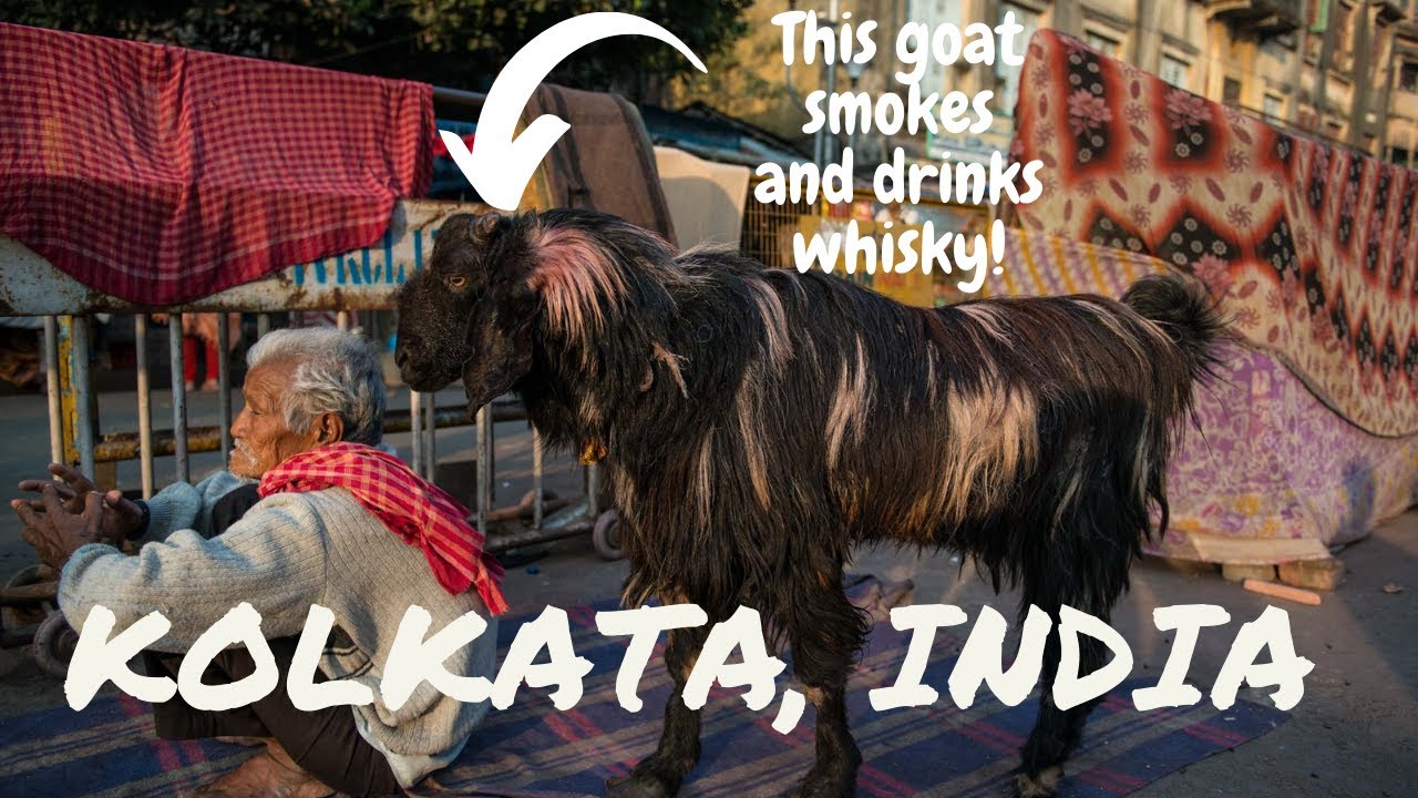 The Cigarette Smoking, Whisky Drinking Goat Of Kolkata, India - YouTube