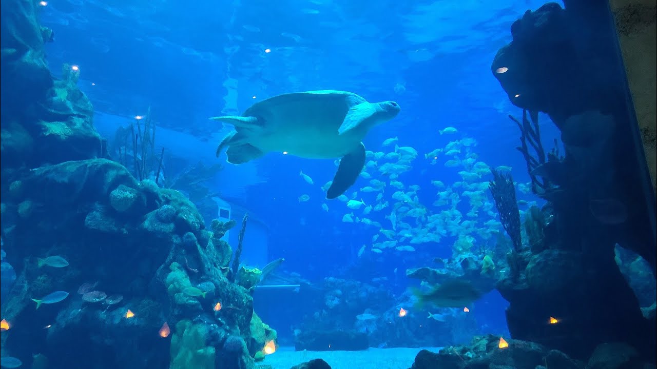 Walt Disney World Finding Nemo - YouTube