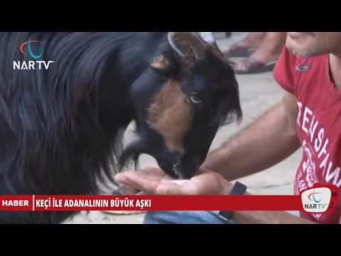 KEÇİ İLE ADANALININ BÜYÜK AŞKI
