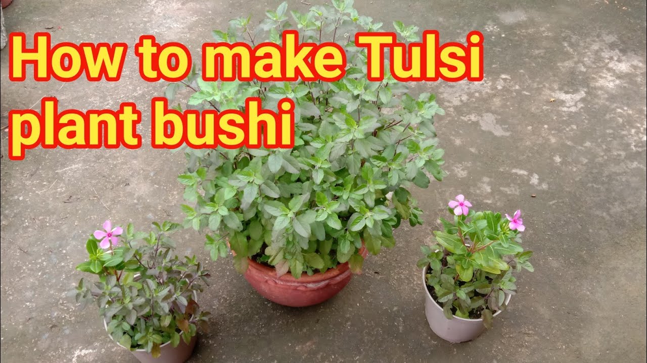 How to make Tulsi plant bushy and give it a shape // Tulsi plant care ...