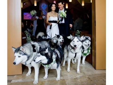 Groom and bride hold their wedding with their dogs. - YouTube