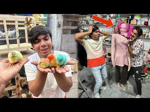 Mamu Ko Larki Pasand Agai 😰 Colourful Chicks La Aiy Hum 🐥