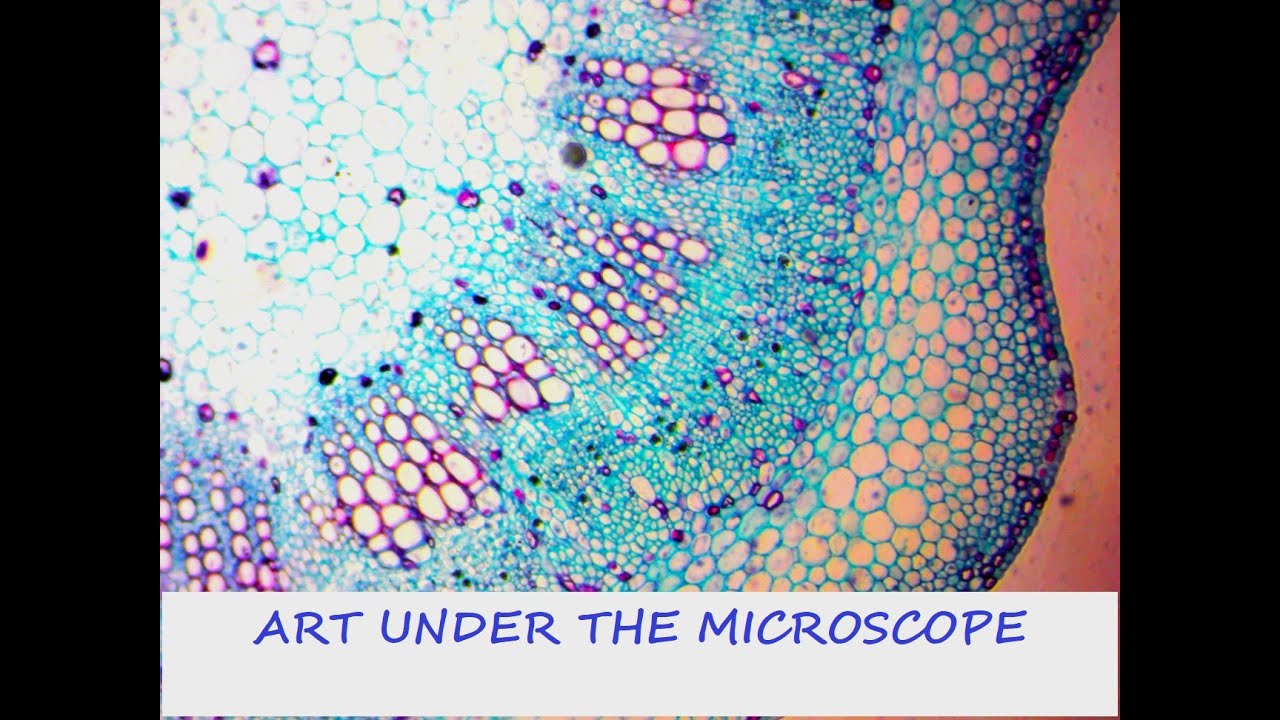 Art Under the Microscope - YouTube