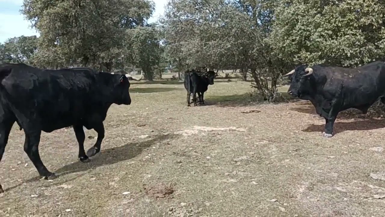 NOS JUGAMOS EL REVOLCÓN CON UNA VACA RECIÉN PARIDA - YouTube