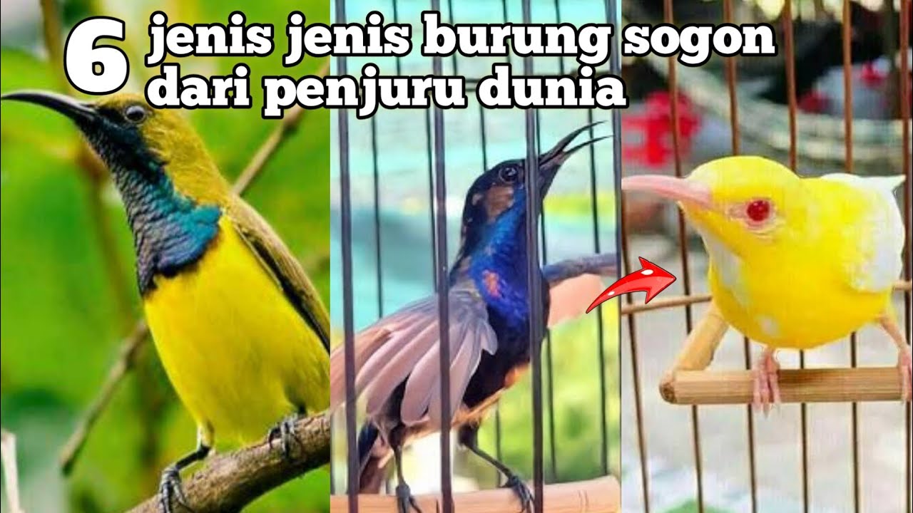 6 jenis burung sogon🐦dari penjuru dunia yang terbaik ada di Indonesia⁉️ ...