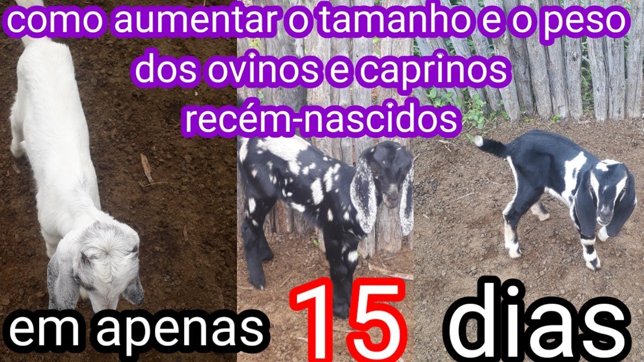 O que fazer para os recém nascidos cresçam rápido - YouTube