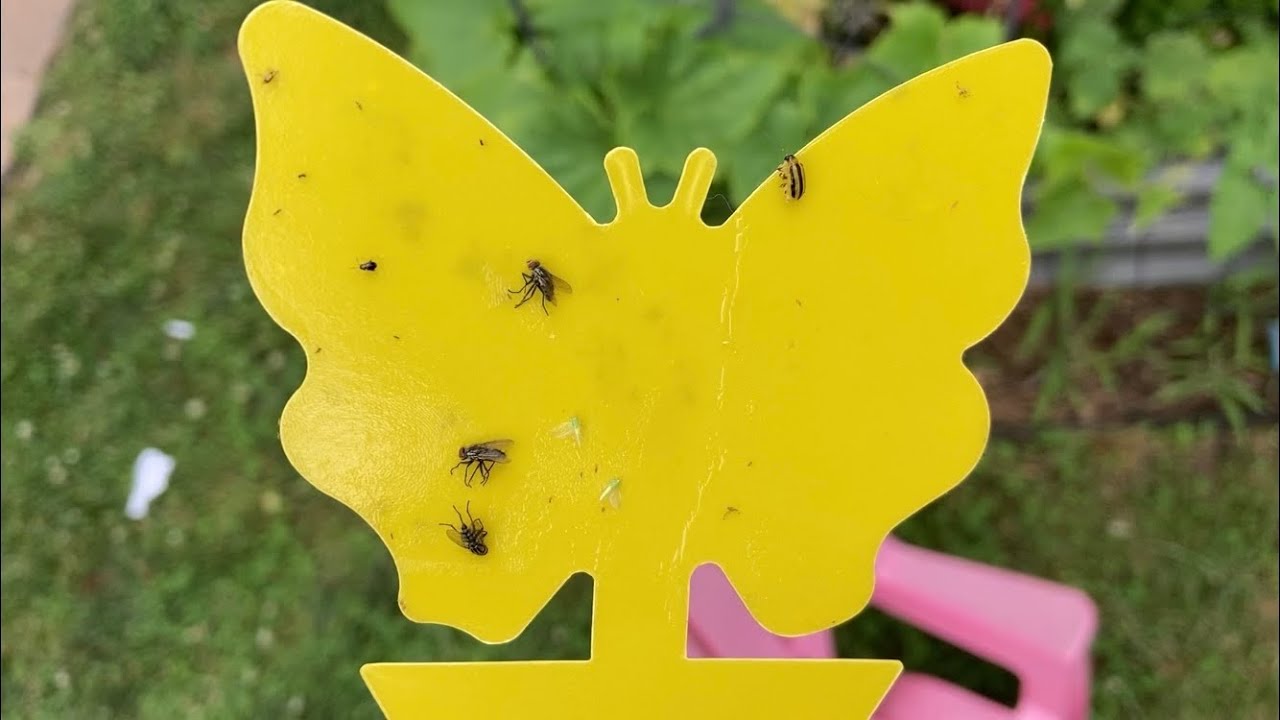 More about Cucumber Beetles: Yellow Sticky Traps and Wilt - YouTube