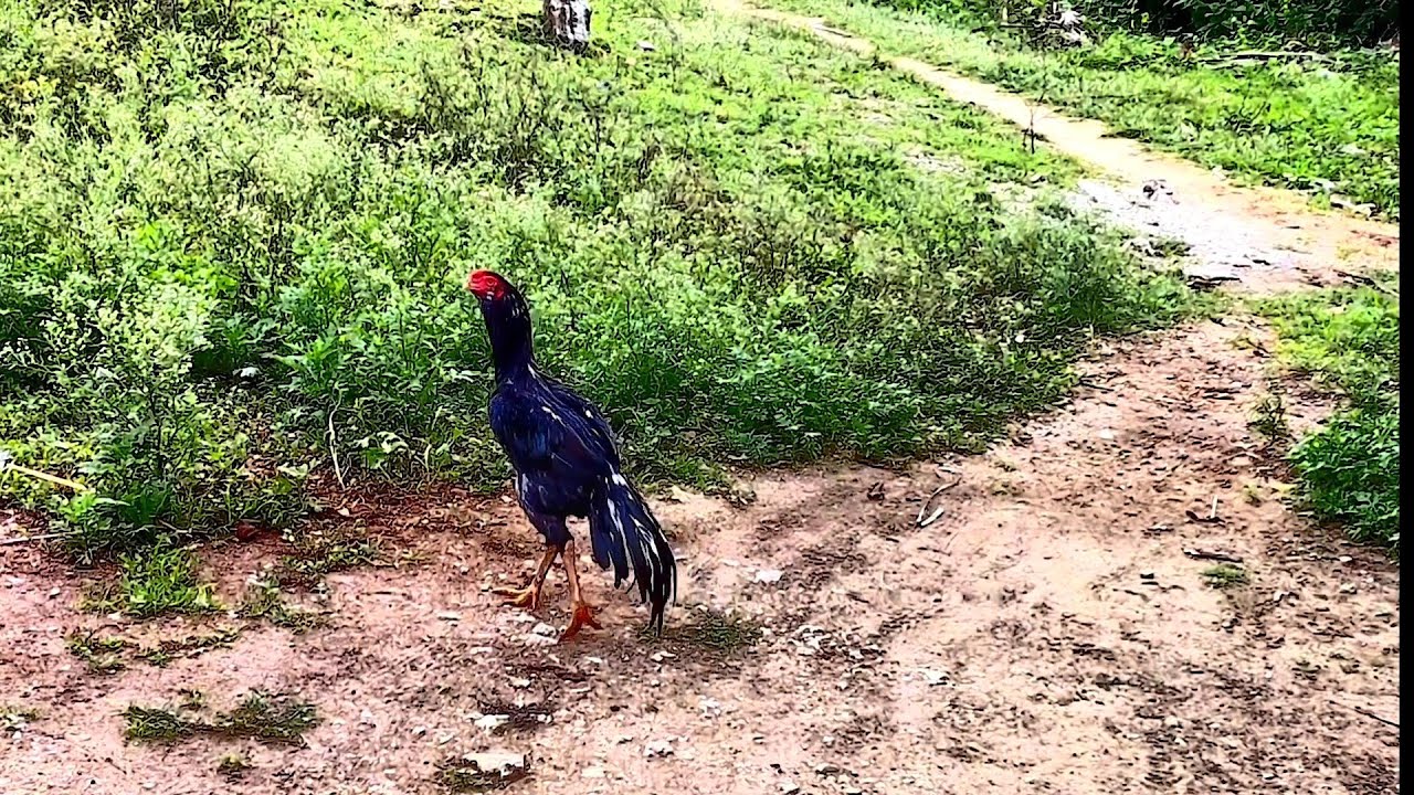 Sandai Seval - YouTube