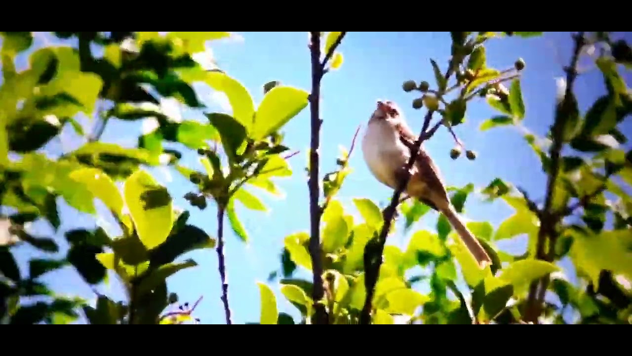Beautiful Bird Video - YouTube