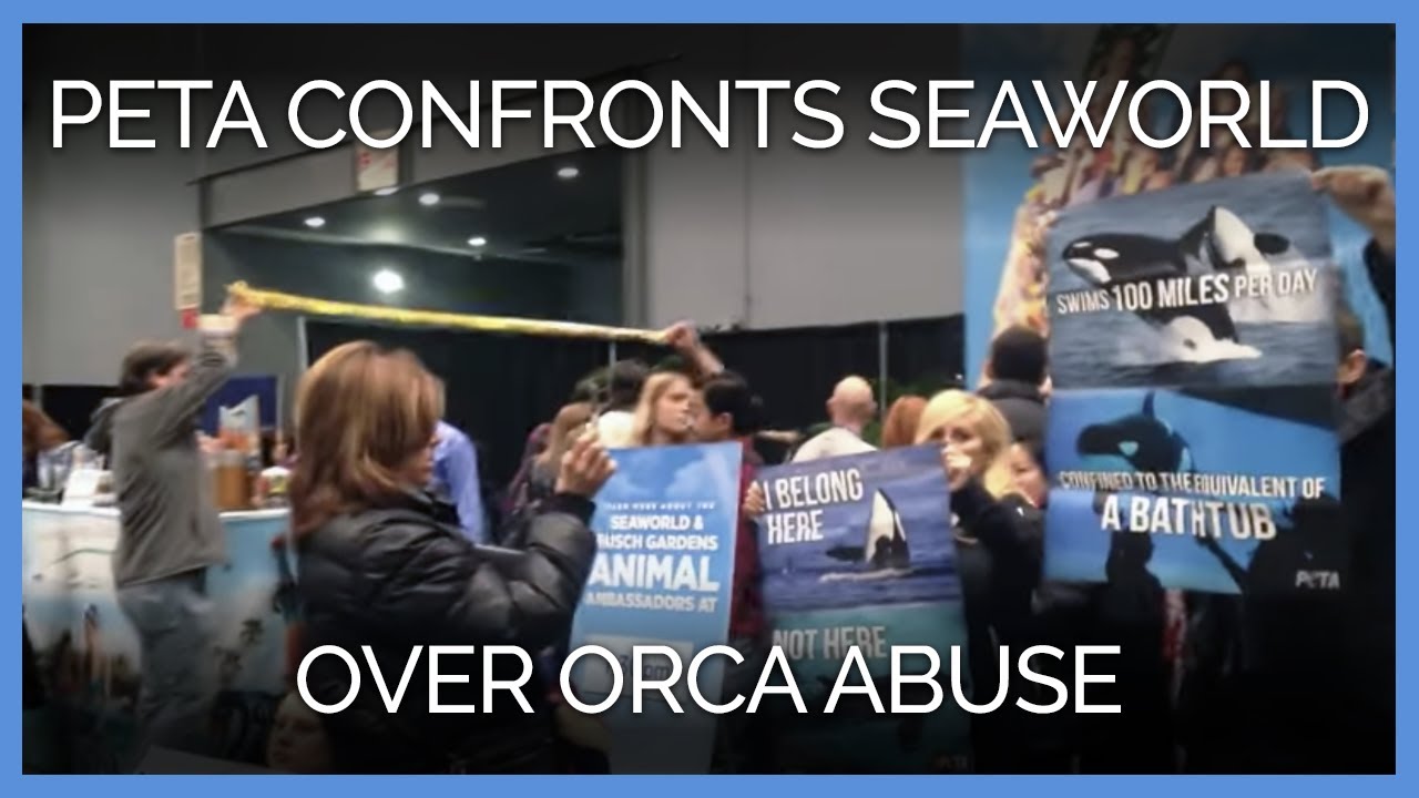 PETA Confronts SeaWorld Over Orca Abuse. - YouTube