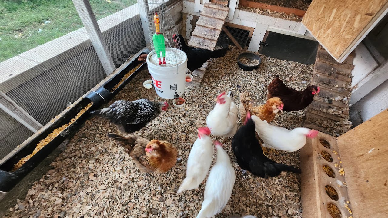 WAKE UP!!!! MORNING CHICKEN CAM!! - YouTube