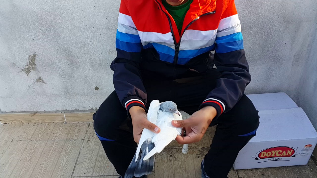 Mavi kafa kuyruk güvercin tanıtım - YouTube