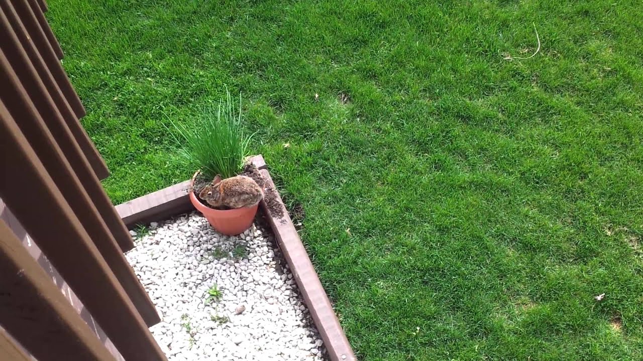 Mother rabbit building nest in flower pot - YouTube