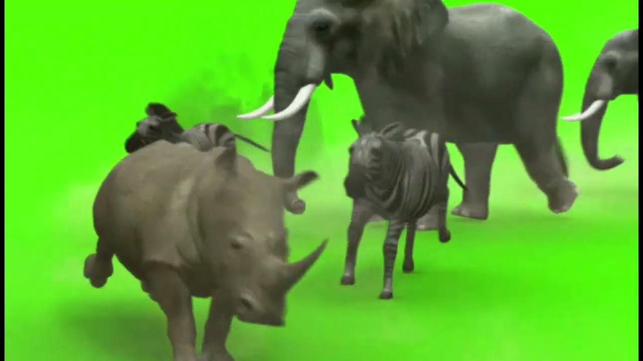 Zoo Escape | Greenscreen | Animals | - YouTube