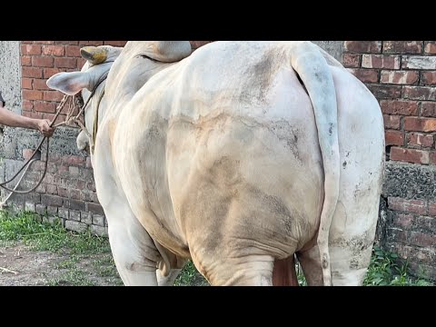 Huge & Most beautiful bull of Sultan Dairy Farm😍(Tarique bhai) Kolkata ...