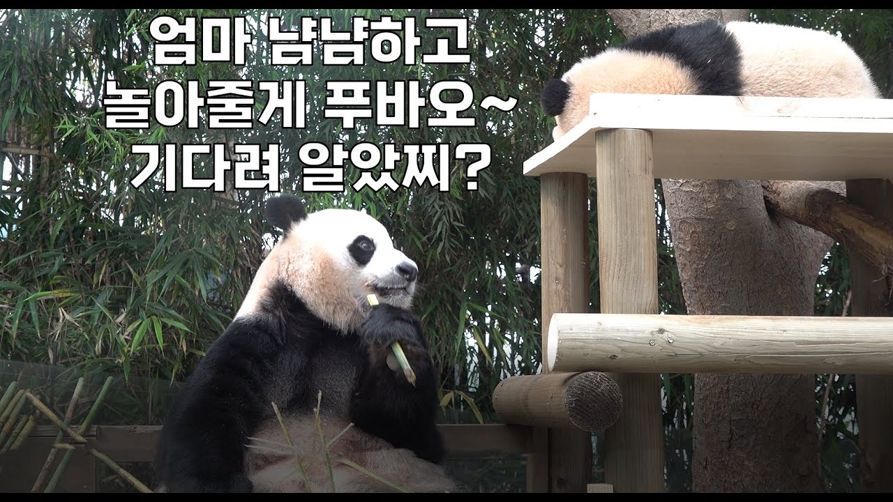 에버랜드 판다 푸바오 엄마가 냠냠하고 놀아줄게 기다려 알았지 아이바오가 맛나게 냠냠하고 미끄럼틀로 올라가 푸바오와 놀아주는데 푸바오는 옷사달라고 찡얼찌얼 ㅋ 에버랜드판다