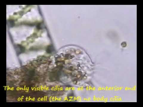 Strobilidium - YouTube