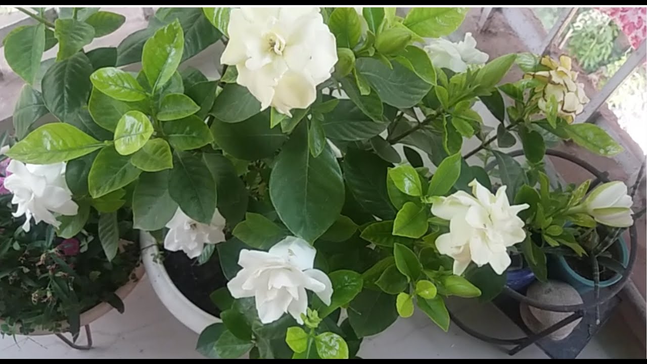 238- How To Care Gandhraj to Have More Flowers in Summer - YouTube