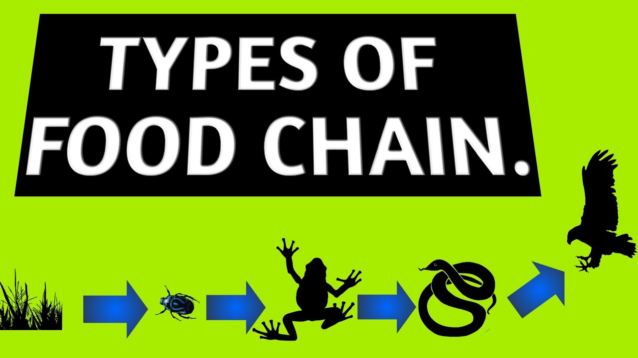 Types of food chain in ecosystem | Food chain types | 2020 - YouTube