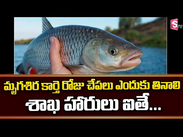 Fish Images With Names In Telugu Aged Fish Images Download - Infoupdate.org