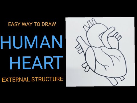 Easy way to draw Human Heart- External structure/ step by step easy way ...