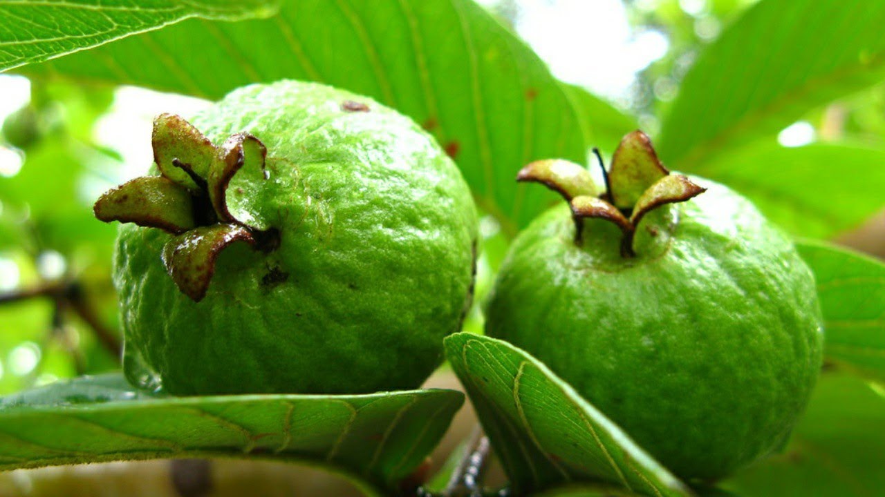 how to make Peru Chutney | Guava Chutney - YouTube