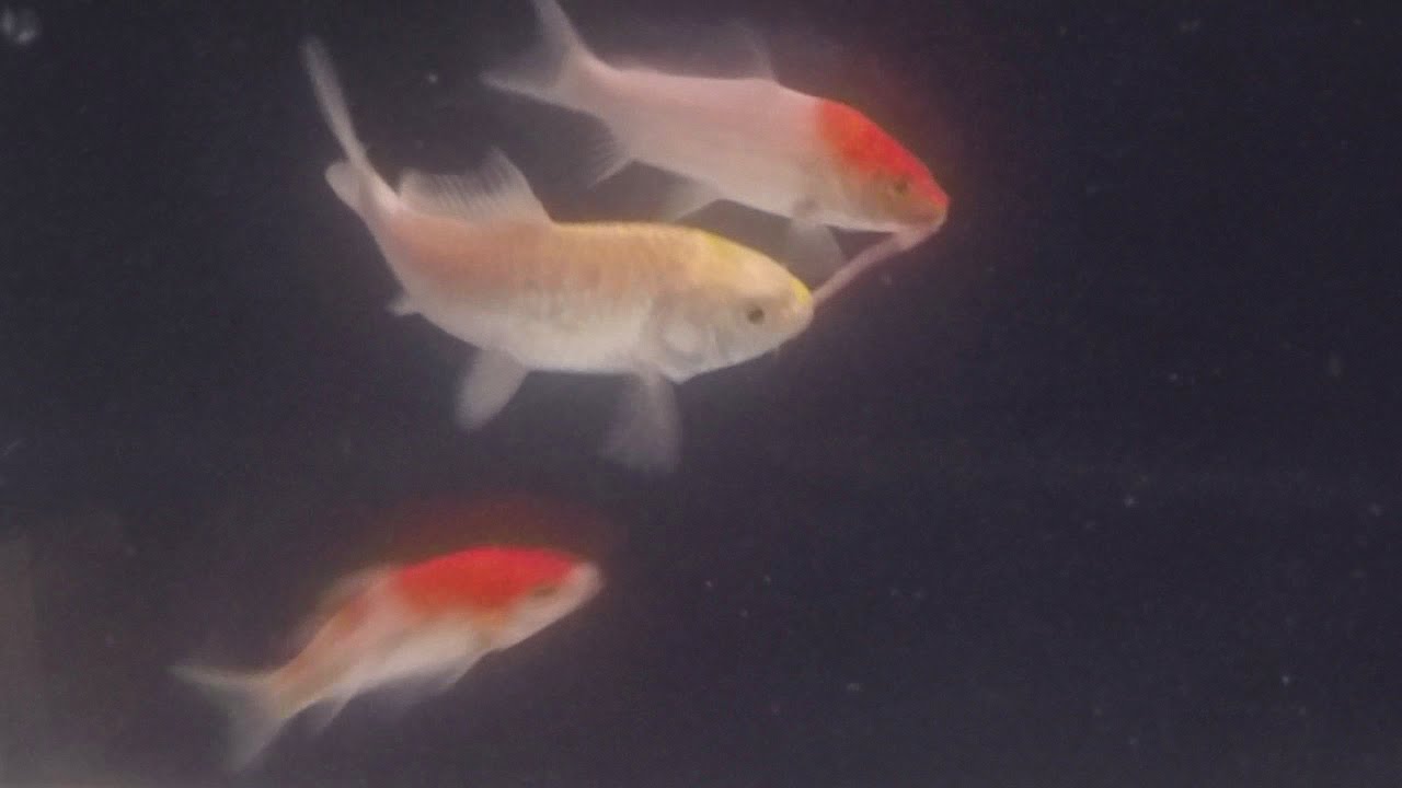 Koi Eating Red Wiggler Worms - YouTube