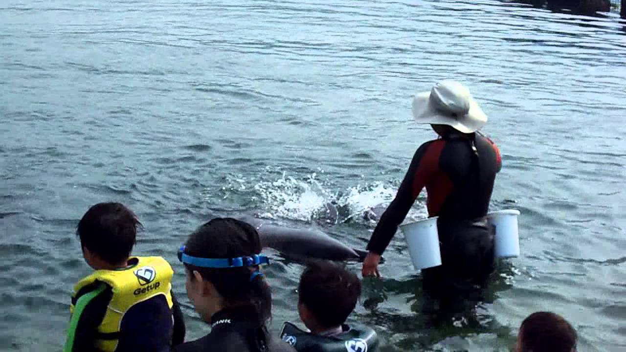 Dolphin waving - YouTube