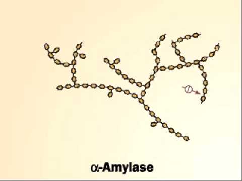 How Do Amylase Enzymes Work