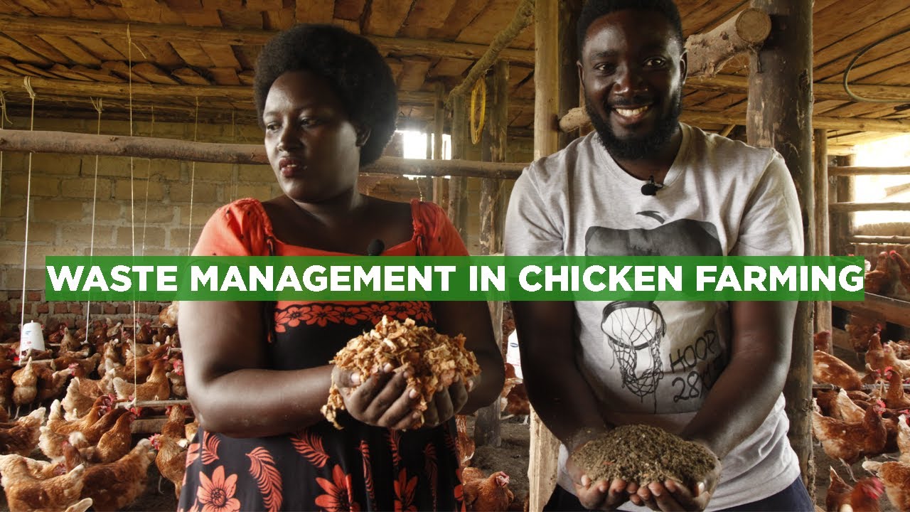 WASTE MANAGEMENT IN CHICKEN FARMING 2024| Layers| Deep Litter system| # ...