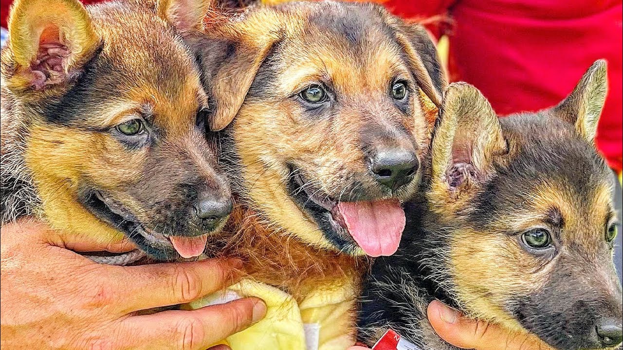 German Shepherd Littermates Playing | Puppies - YouTube