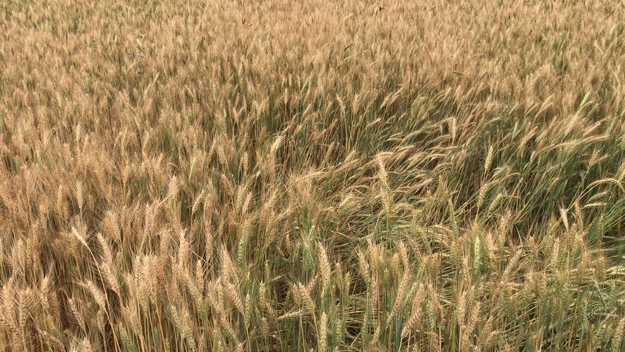 Crows Singing in Wheat Fields - YouTube