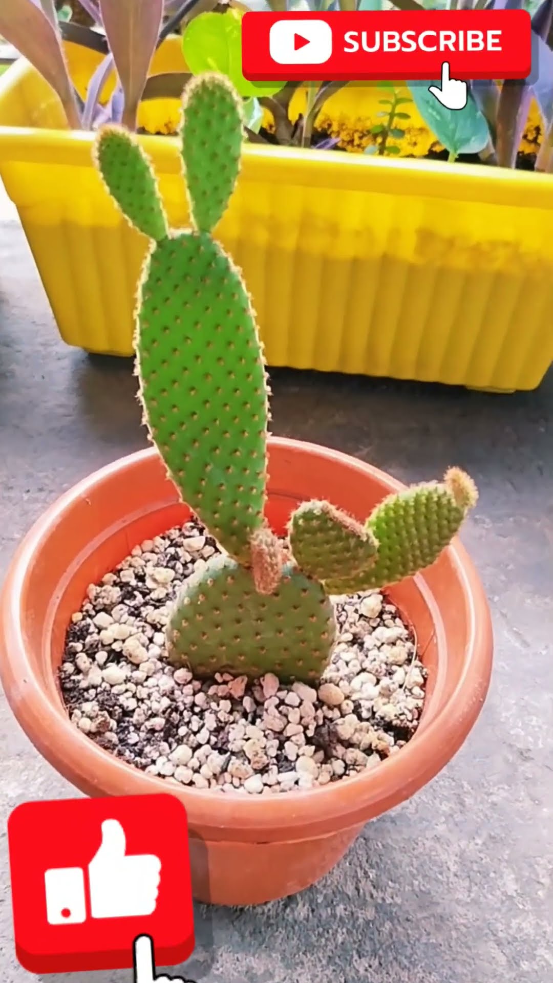 Bunny Ear Cactus#photosynthesis#cactus - YouTube