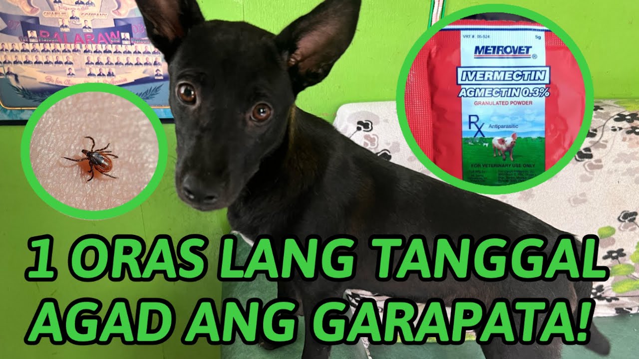 AGMECTIN PANTANGGAL GARAPATA SA MGA ASO | SUPER EFFECTIVE - YouTube