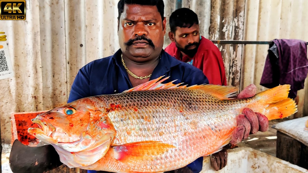 KASIMEDU 🔥 SPEED SELVAM | BIG SIZE ORANGE SNAPPER FISH CUTTING VIDEO ...