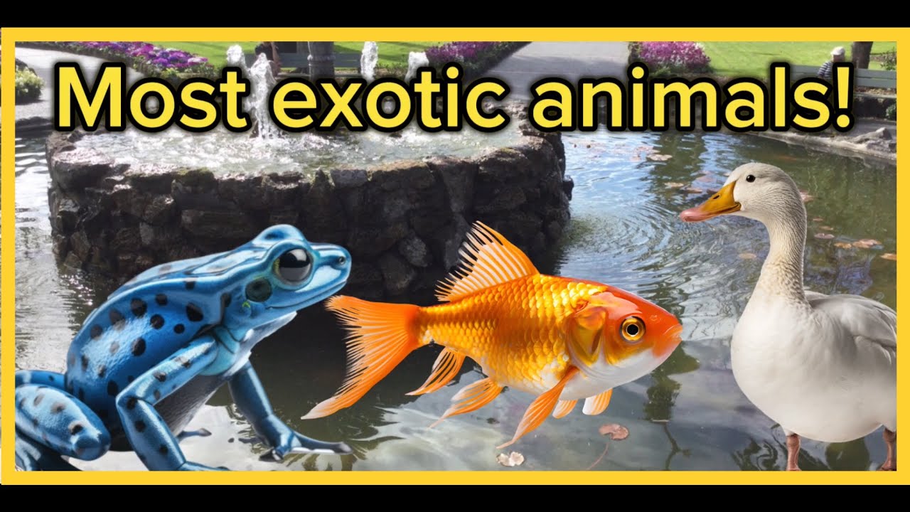 Visiting a pod with the most exotic animals ever!! - YouTube