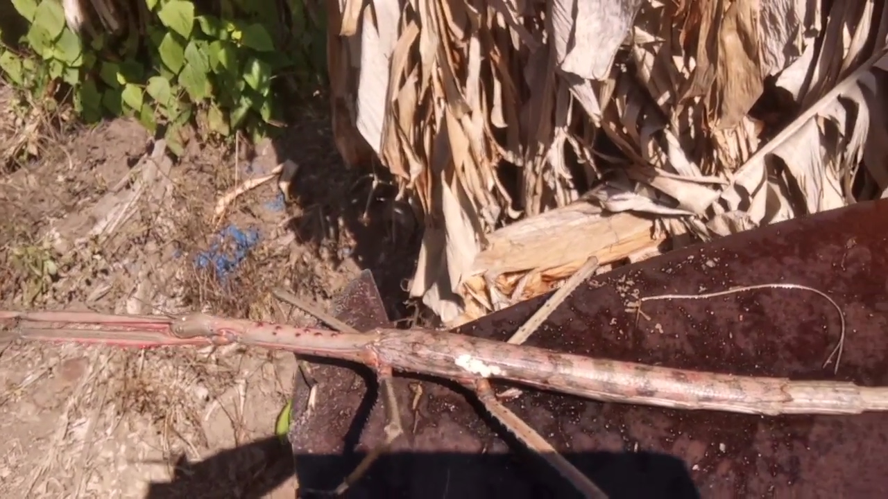 Giant Stick Insect in the bananas, NSW Australia - YouTube