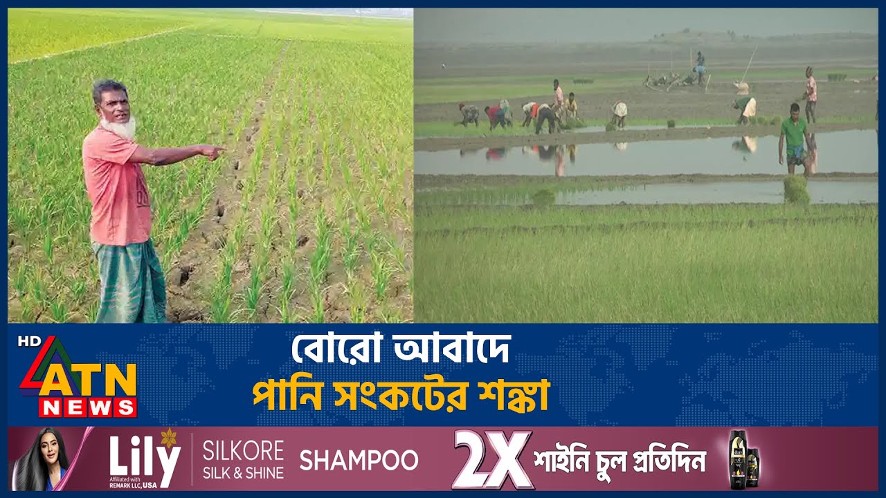 বোরো আবাদে পানি সংকটের শঙ্কা | Kushtia | GK Irrigation Project | ATN ...
